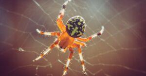 Comprendre l'achnophobie : des clés pour apprivoiser sa peur des araignées